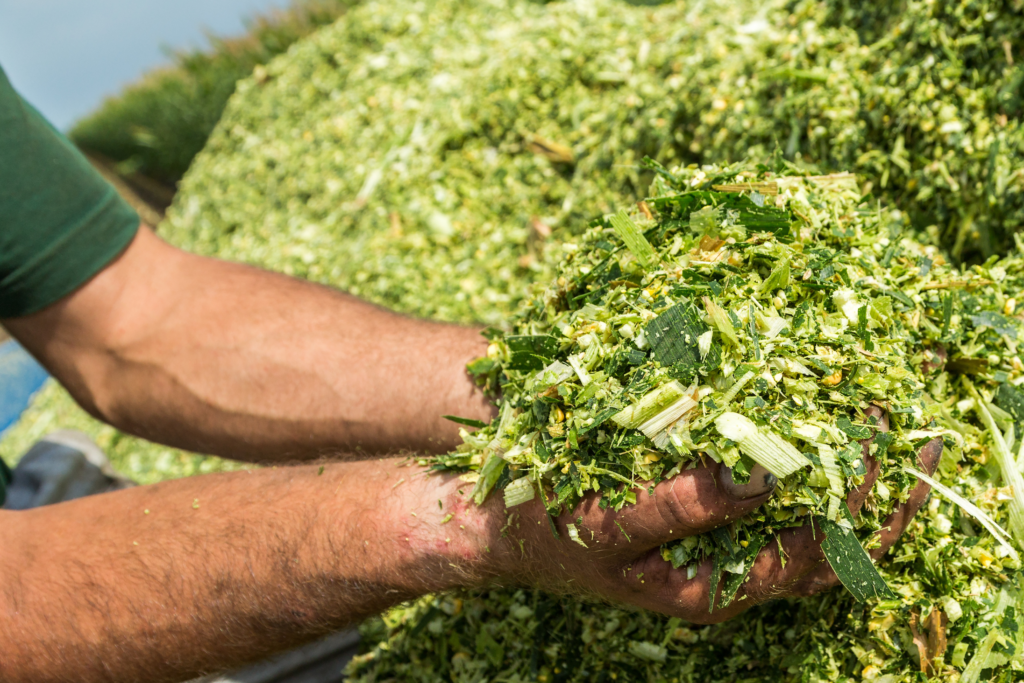 Entenda o processo de ensilagem e os benefícios do uso de inoculante ...